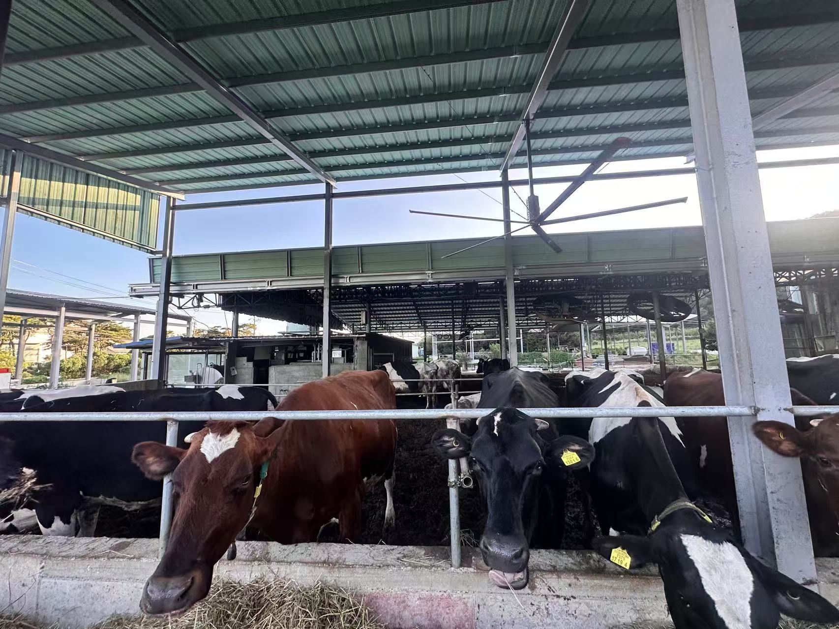 Smart Dairy Farm Fans: IoT Livestock Ventilation Solutions